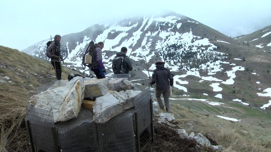 Hautes-Alpes : la perdrix bartavelle observée de près dans le Dévoluy